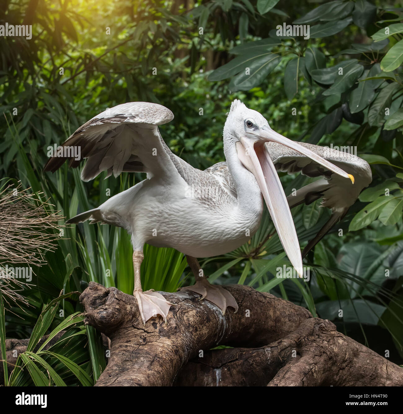 Pelican off land hi-res stock photography and images - Alamy