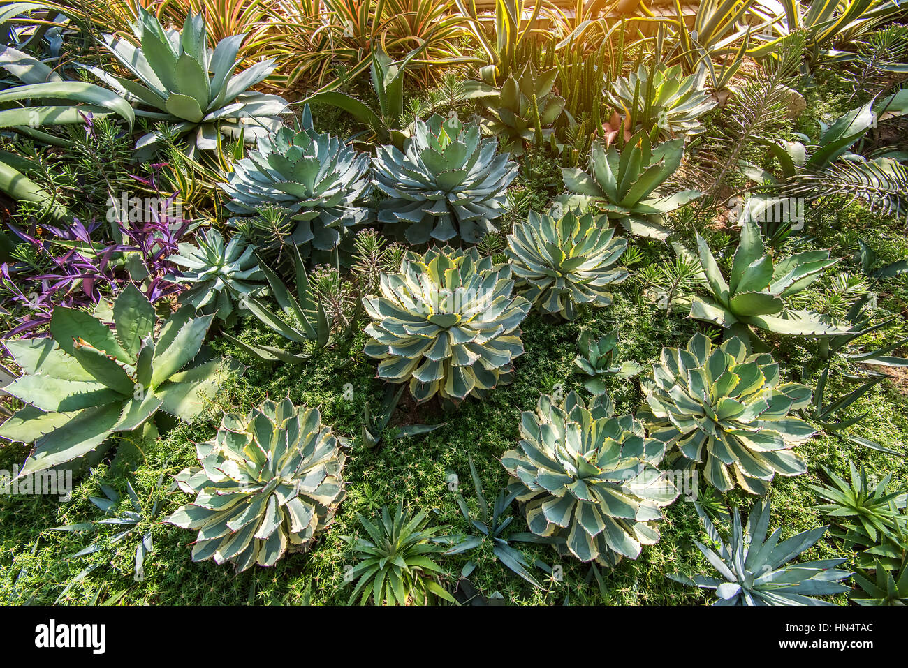 Sharp pointed agave plant leaves Stock Photo - Alamy