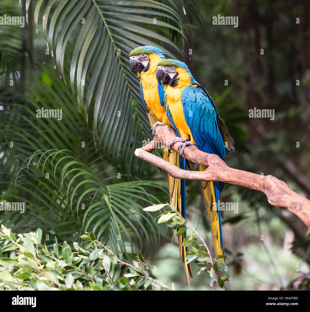 Colourful parrots bird sitting on the perch Stock Photo - Alamy