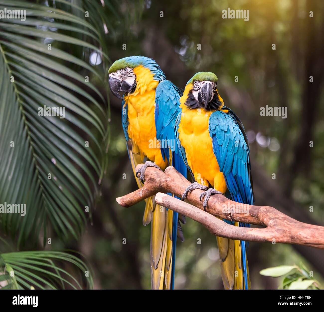 Colourful parrots bird sitting on the perch Stock Photo - Alamy