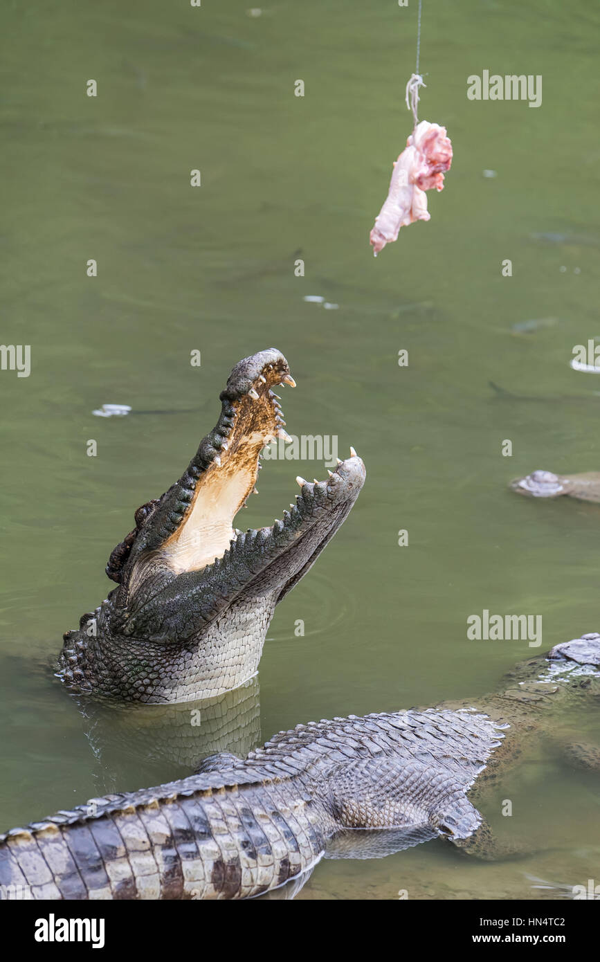 Feeding the crocodile by water Stock Photo - Alamy