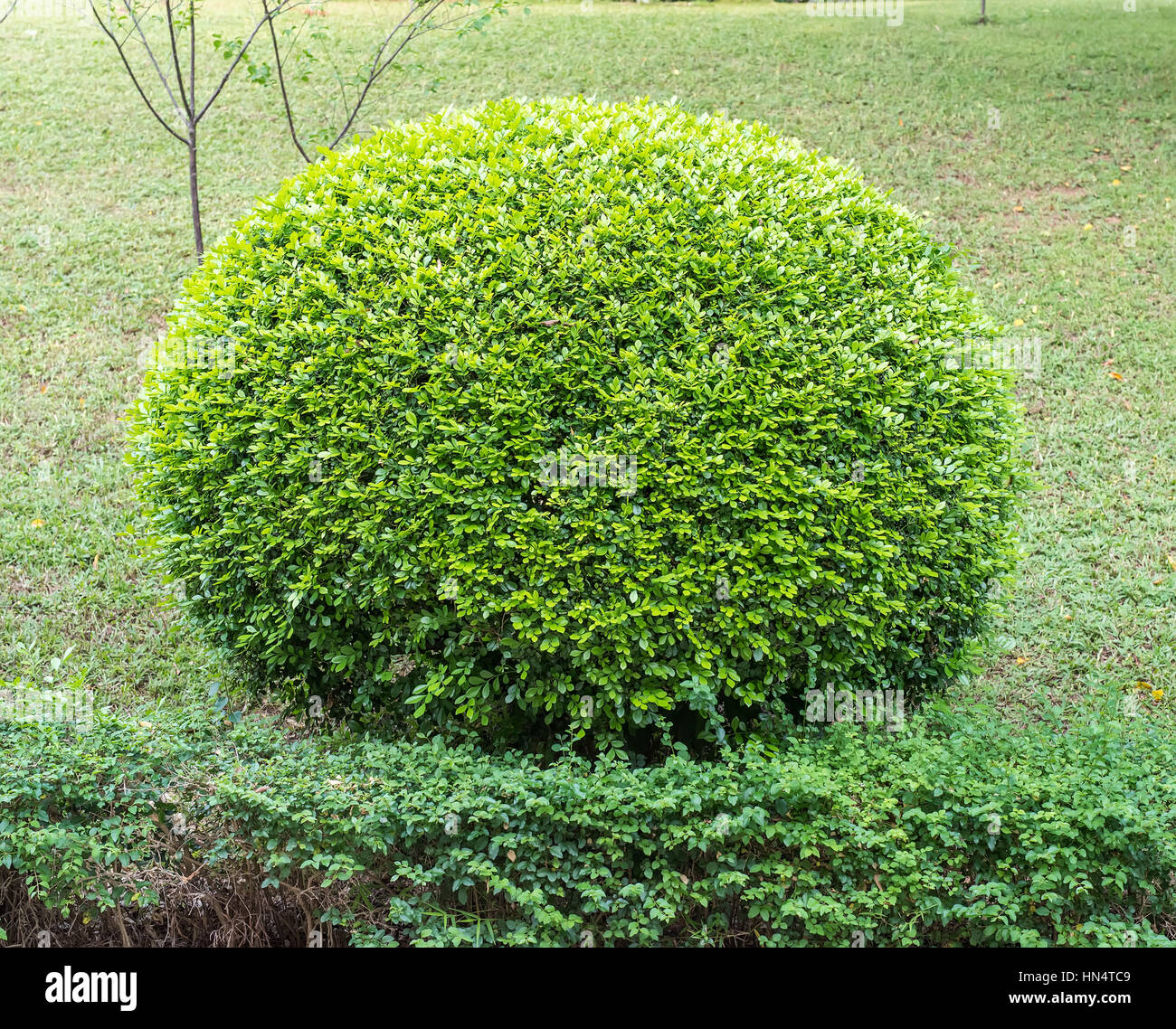 park planting of green coniferous shrubs shorn by a round shape Stock ...