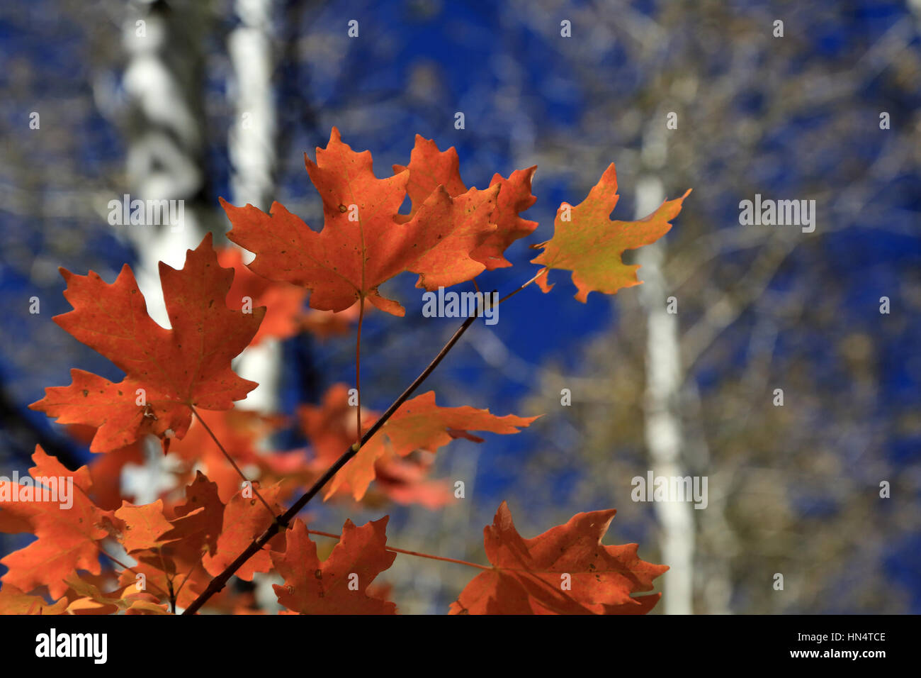 Canopy of maple trees hi-res stock photography and images - Alamy