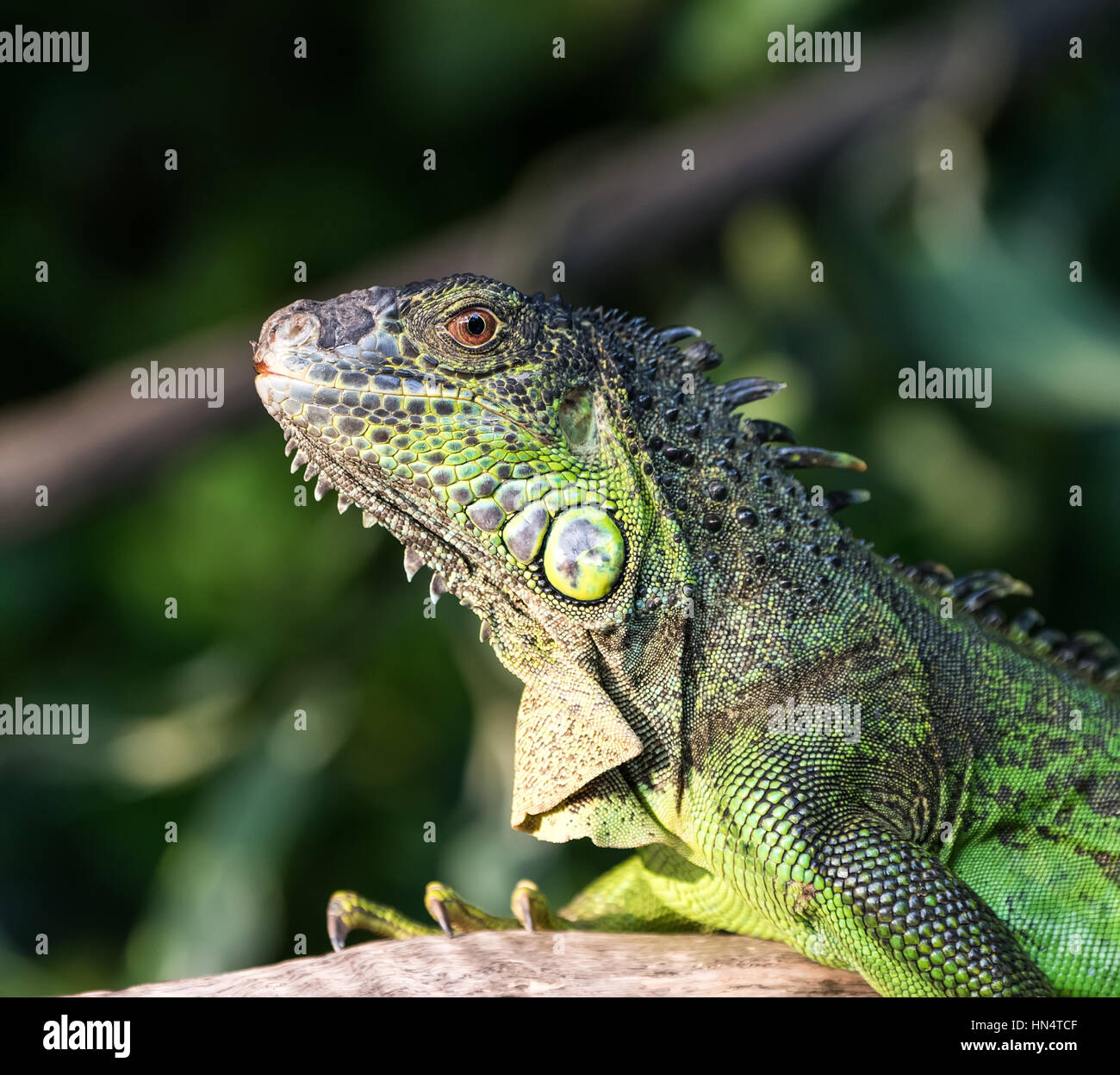 Green lizard standing on tree Stock Photo - Alamy
