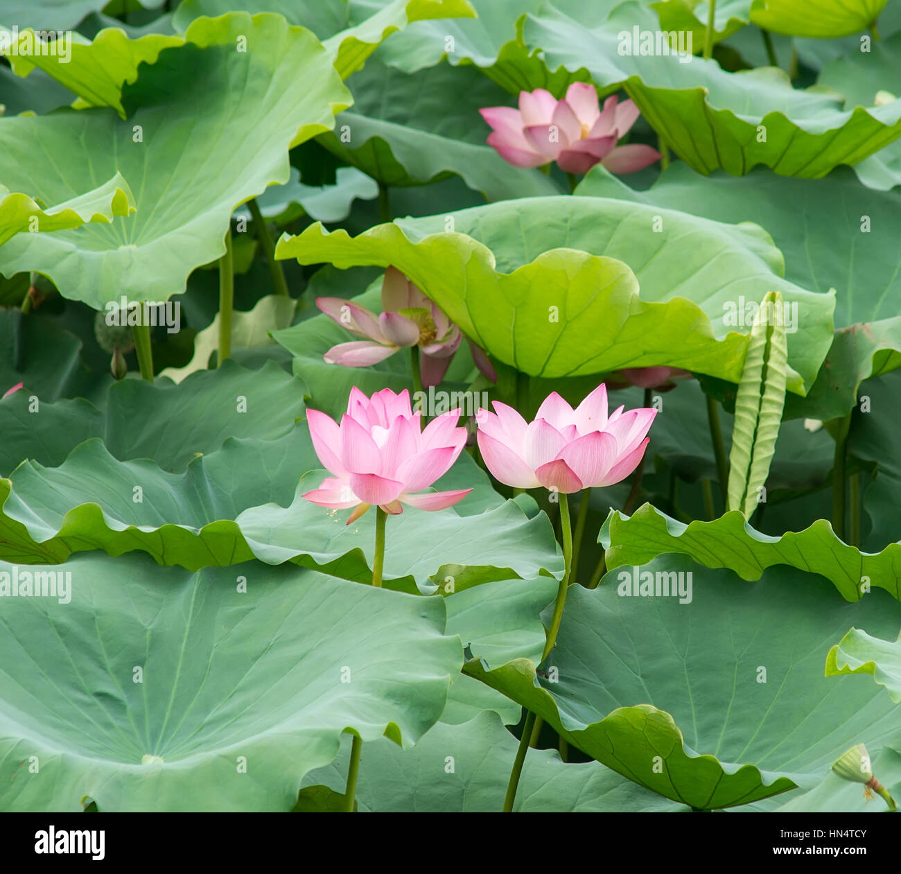 blooming lotus flower Stock Photo - Alamy