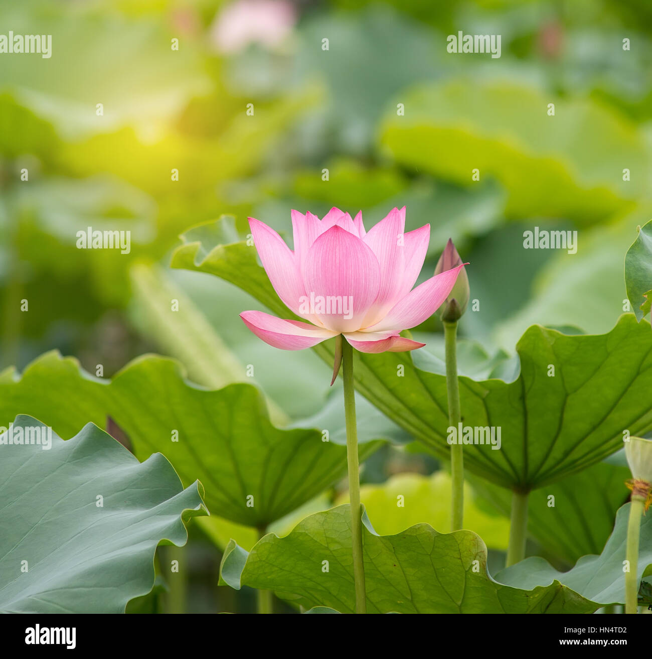 blooming lotus flower Stock Photo - Alamy
