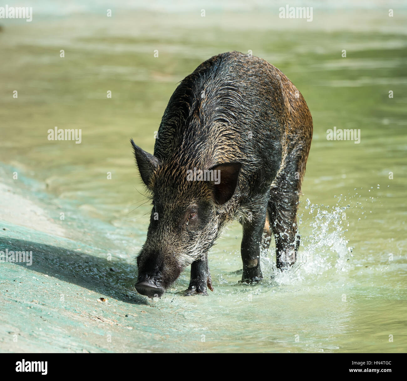 wild boar bathing in a pond Stock Photo - Alamy