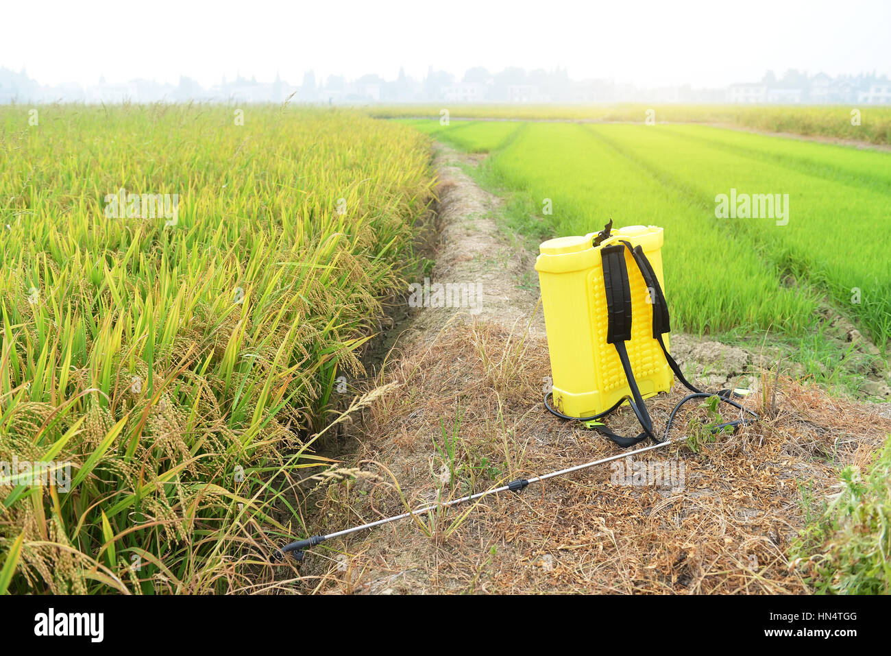 chemical to sprayer tank spray to green young rice field Stock Photo ...
