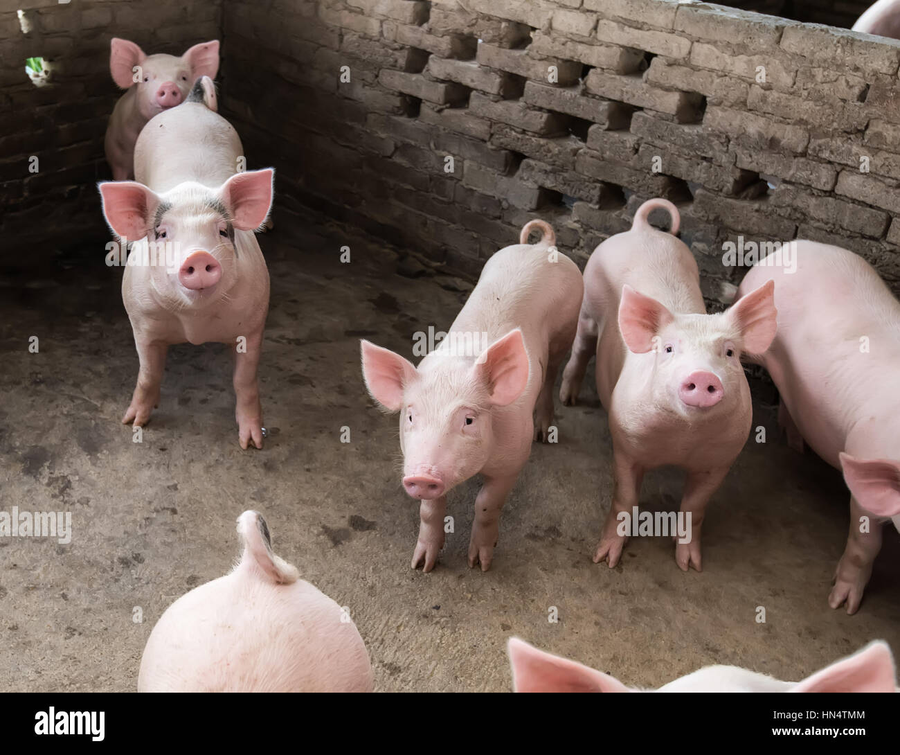 pigs on the farm Stock Photo - Alamy