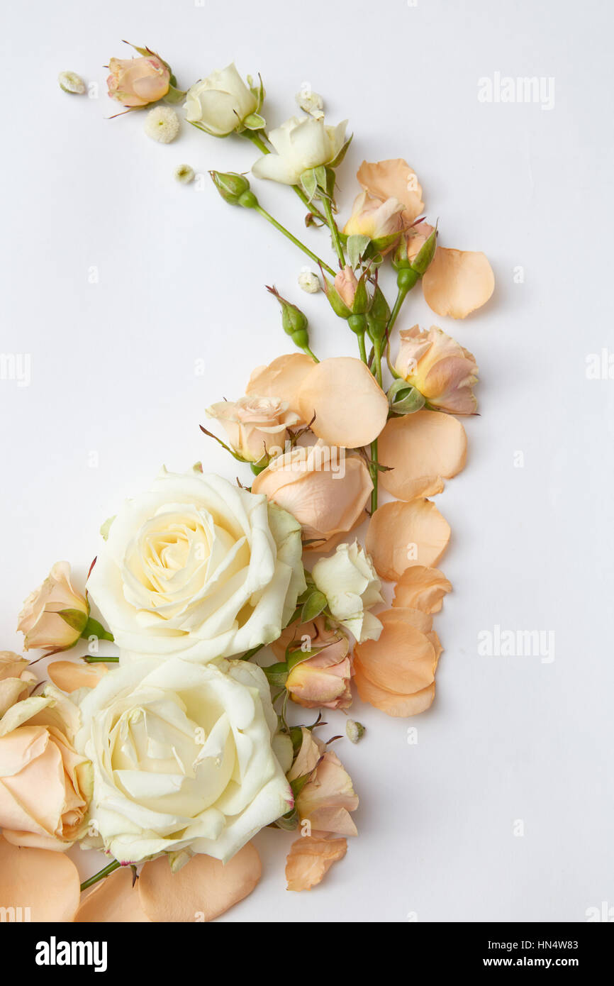 Composition of white and orange roses represented on white background ...