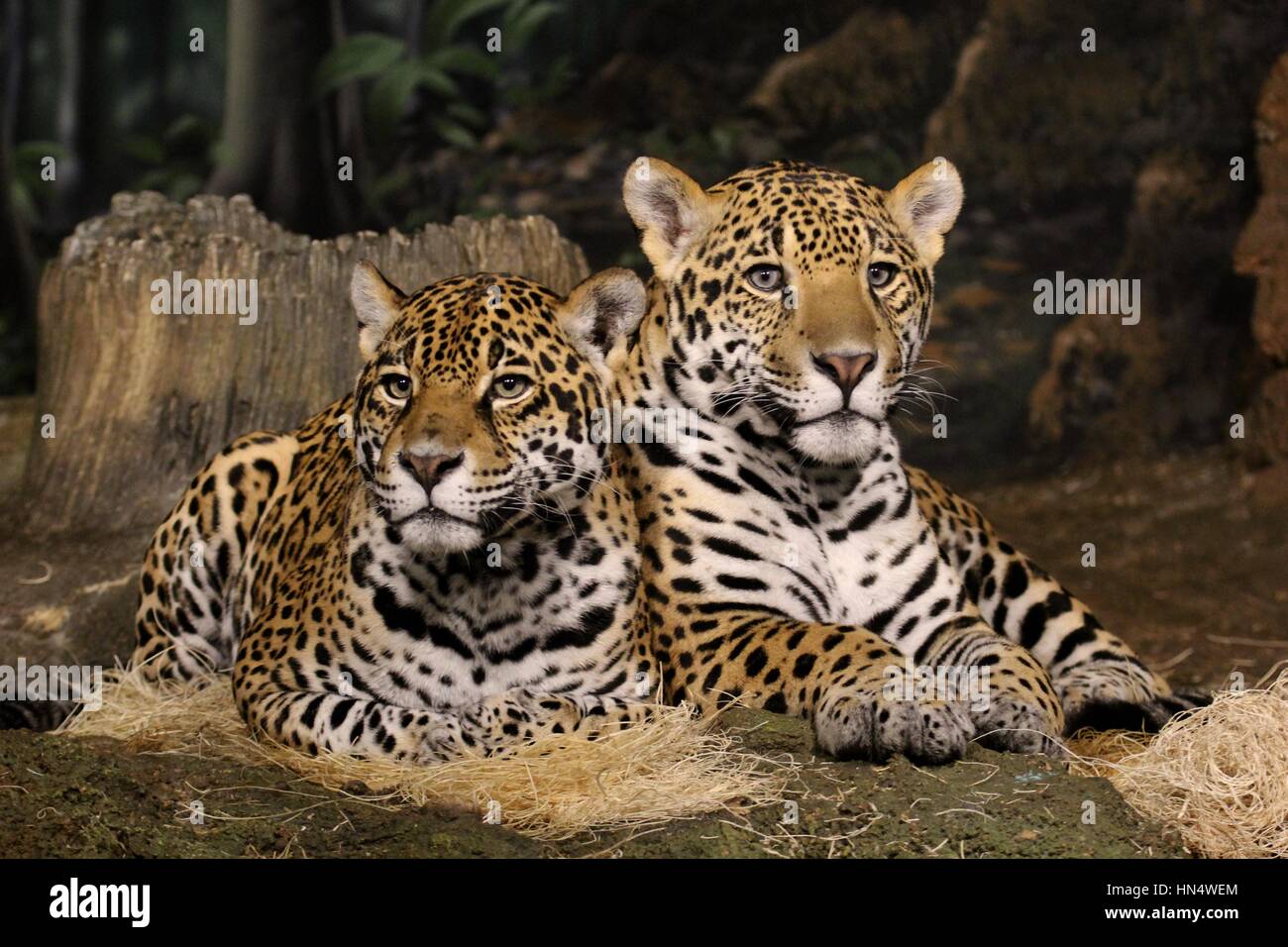 Jaguars sitting sitting side by side Stock Photo - Alamy