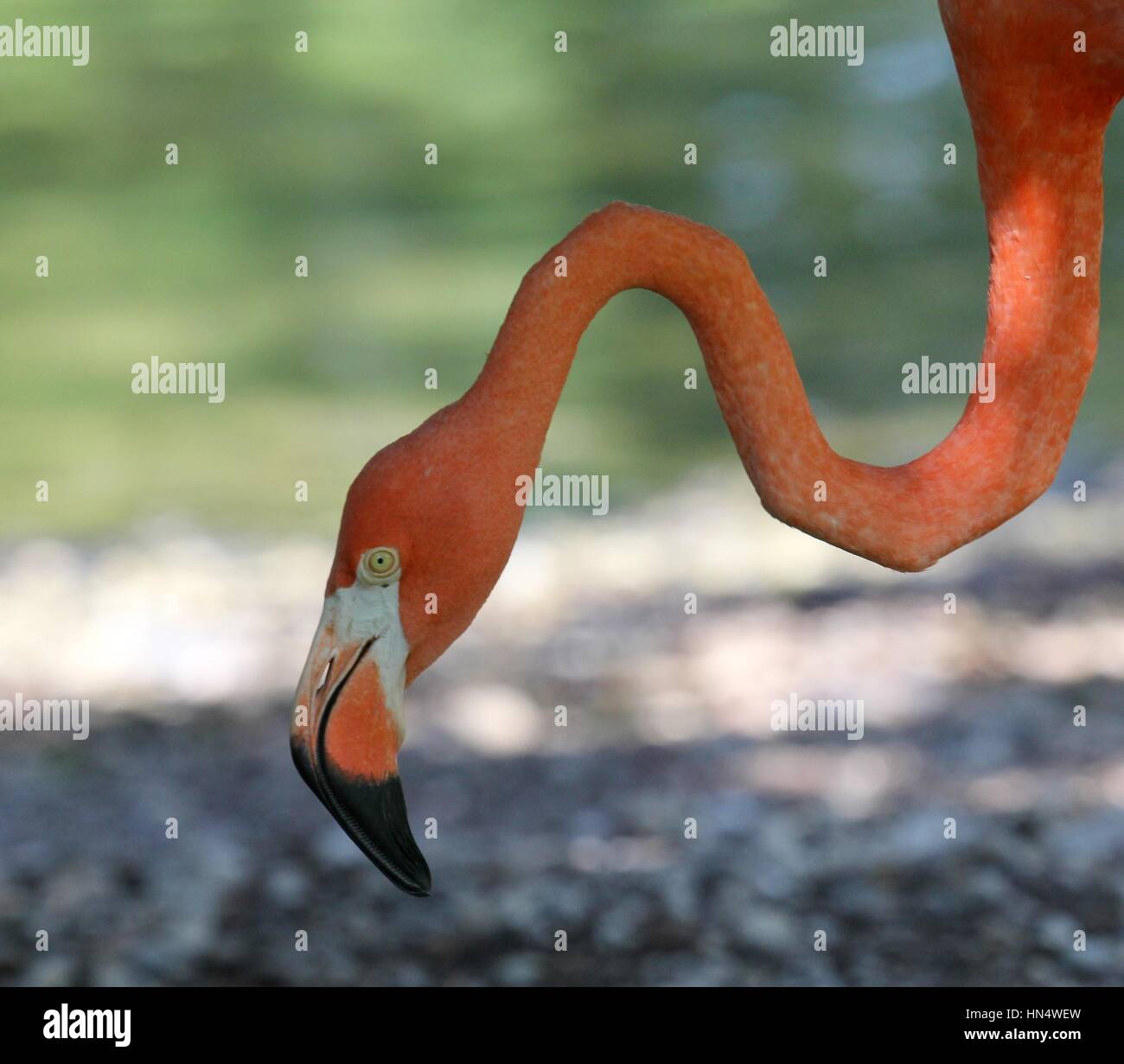 Flamingo beak hi-res stock photography and images - Alamy