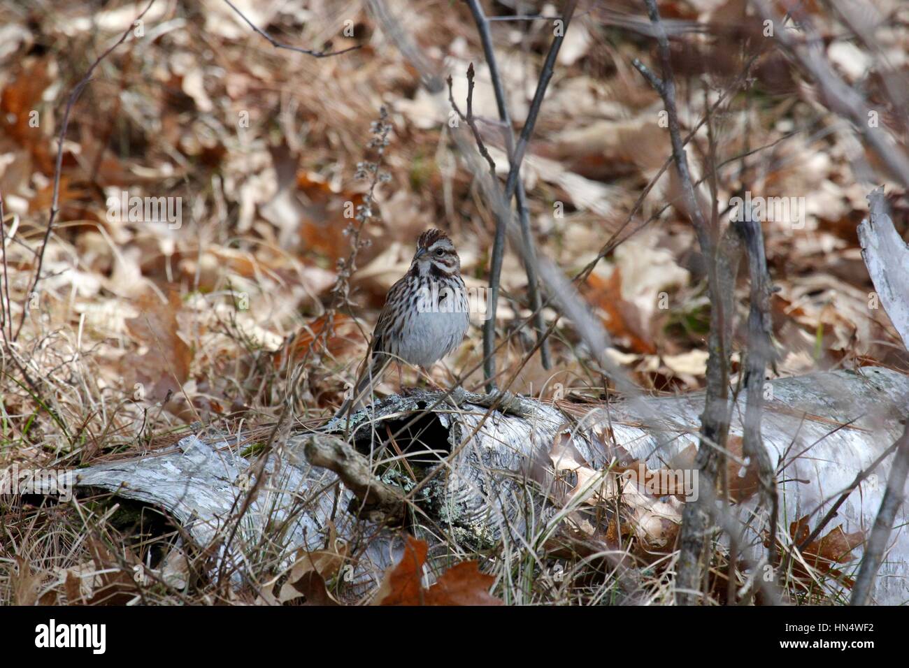 Little bird sitting on log hi-res stock photography and images - Alamy