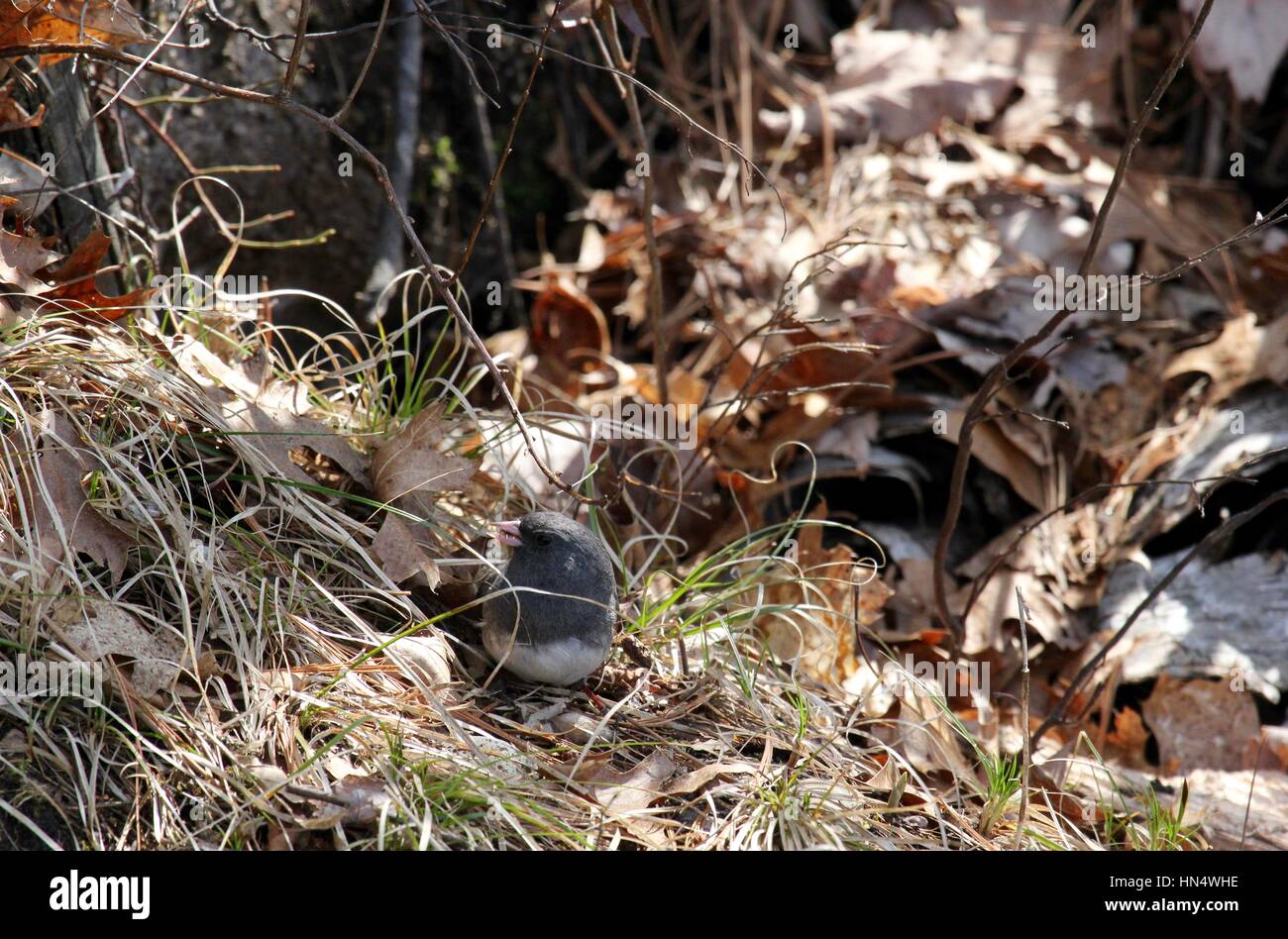 Bird eating a bug Stock Photo - Alamy
