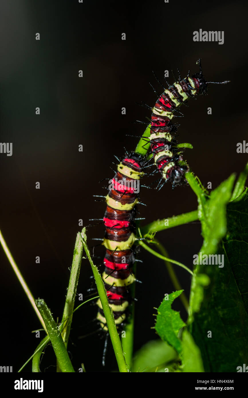 Cethosia cyane's caterpillar, Butterfly worm eating green leaf Stock ...