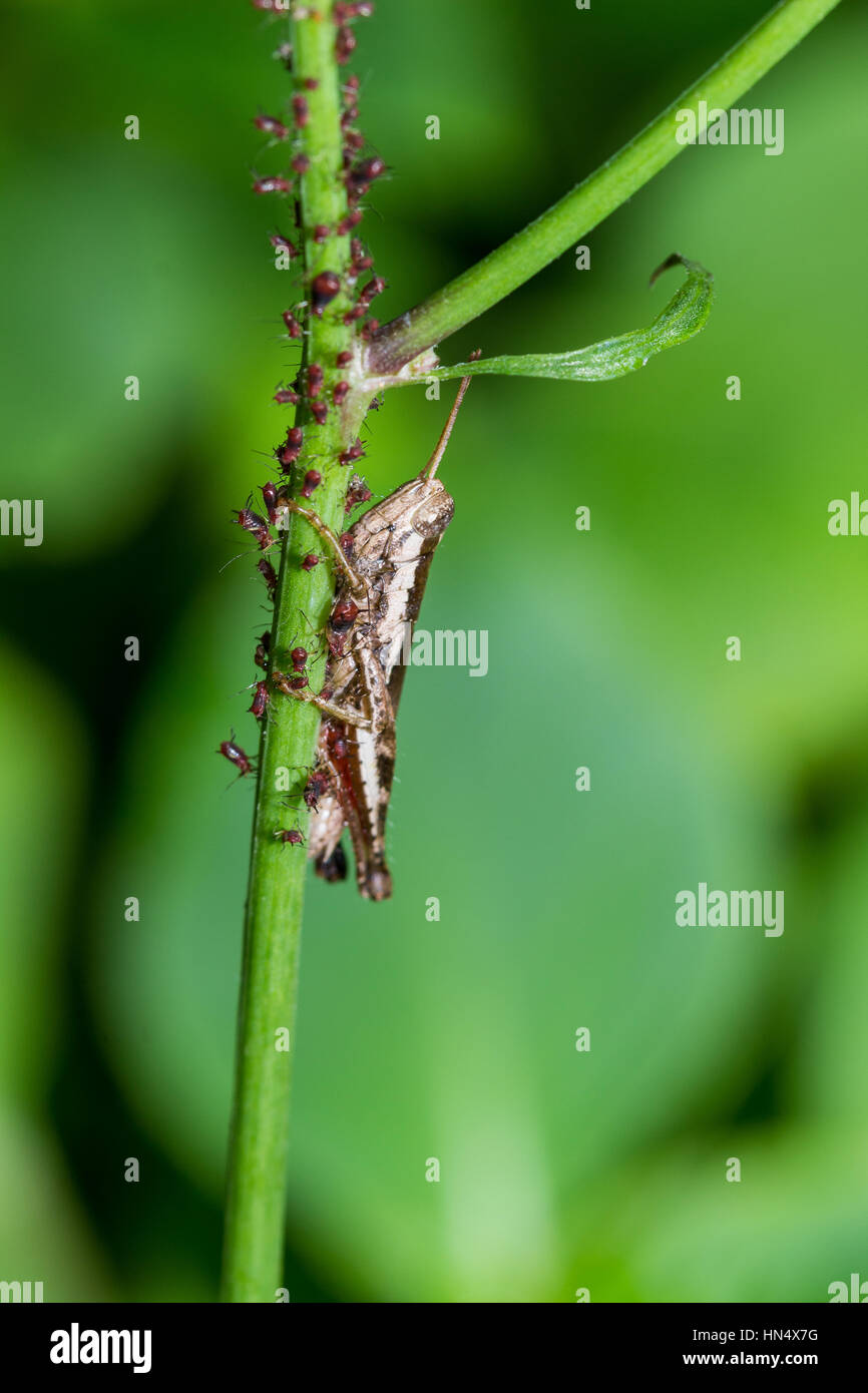 The Camouflage Grasshopper in the tree Stock Photo - Alamy