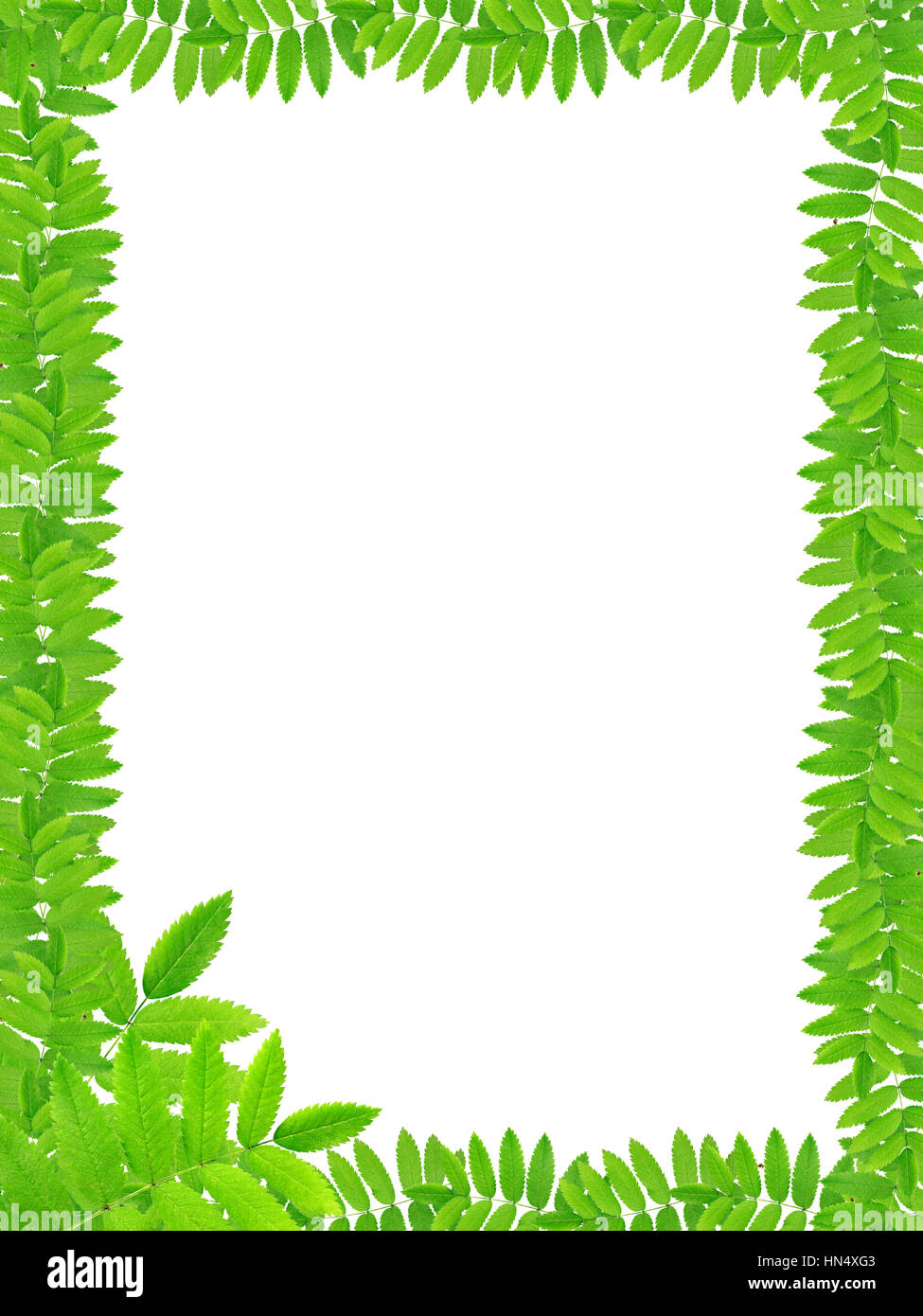 Nice picture frame made from freshness green leaves Stock Photo - Alamy