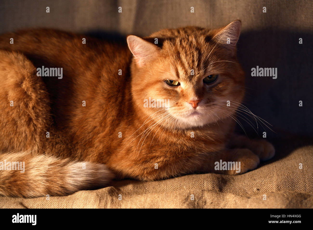 Ordinary domestic ginger cat on canvas background Stock Photo - Alamy