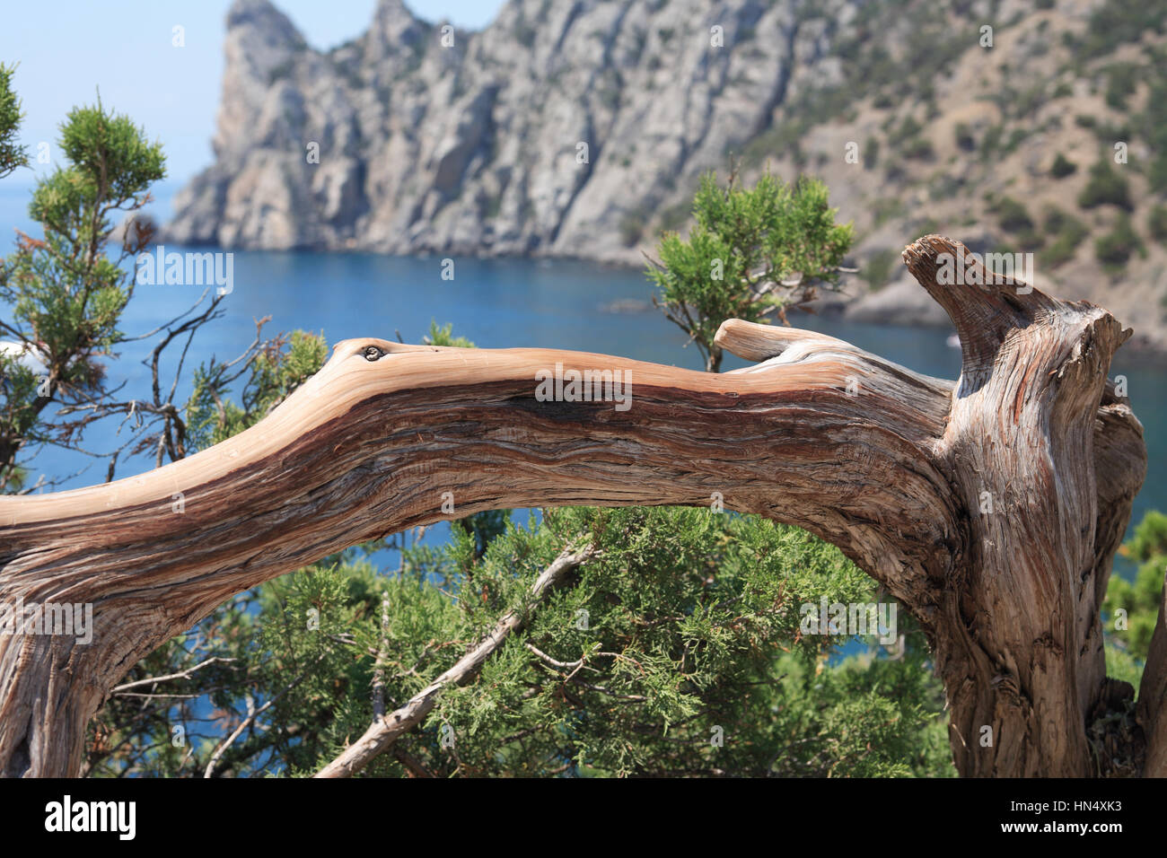 Nice old curved tree on background with promontory and lagoon Stock ...