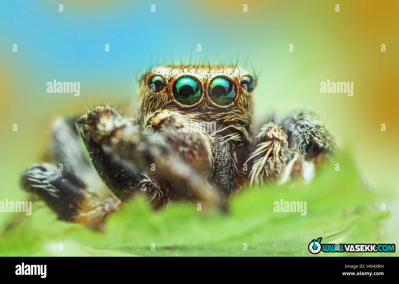 extreme macro of spiders with amqazing colors and sharpeness Stock ...