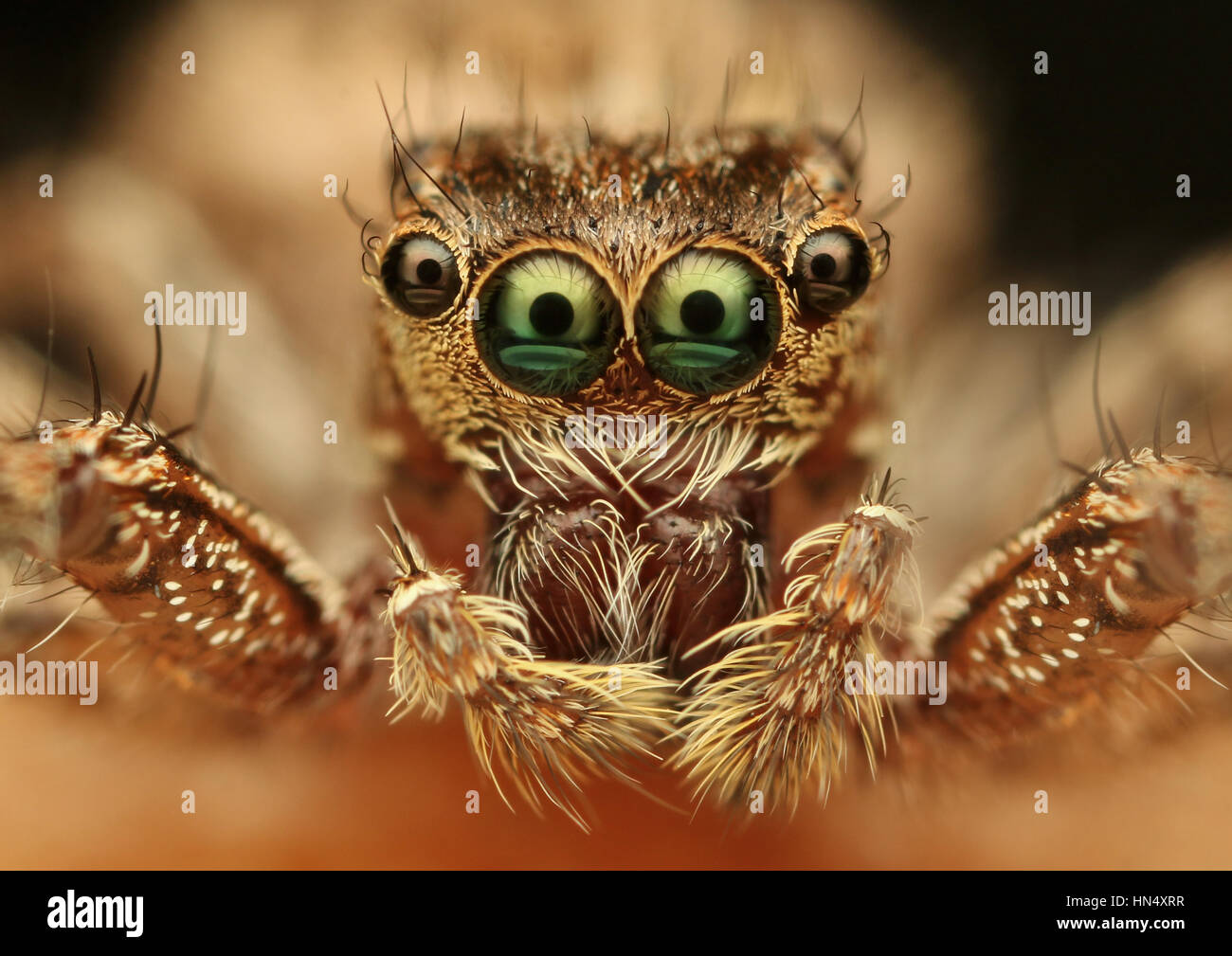 Microscopic Photography Of Animals