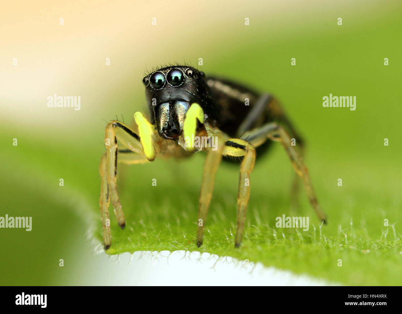 extreme macro of spiders with amqazing colors and sharpeness Stock ...