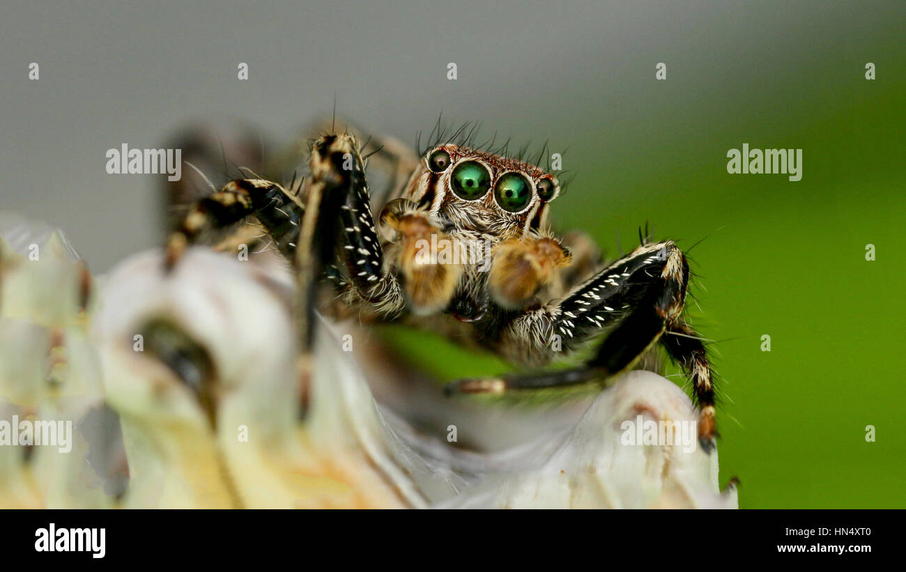 extreme macro of spiders with amqazing colors and sharpeness Stock ...