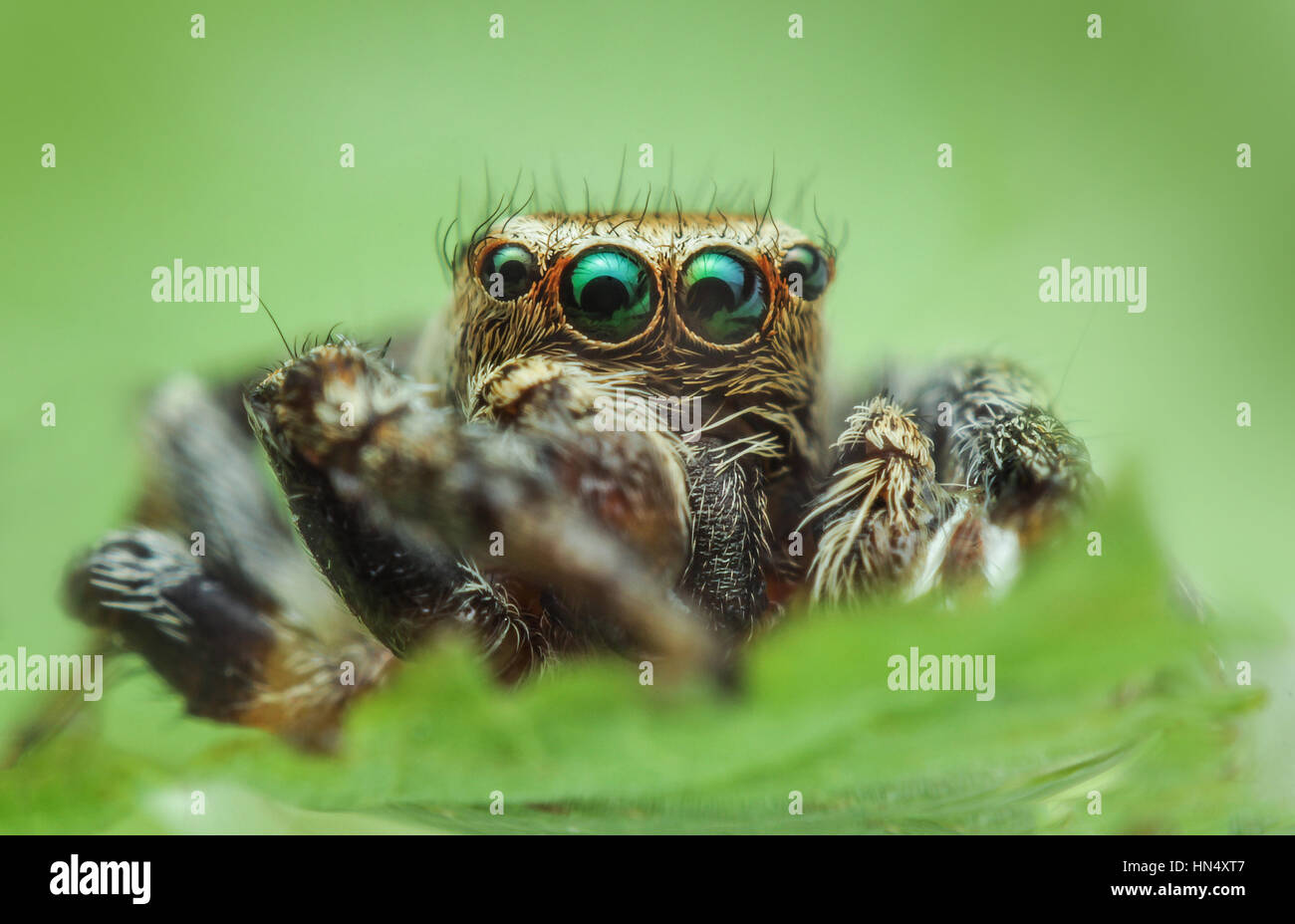 extreme macro of spiders with amqazing colors and sharpeness Stock ...