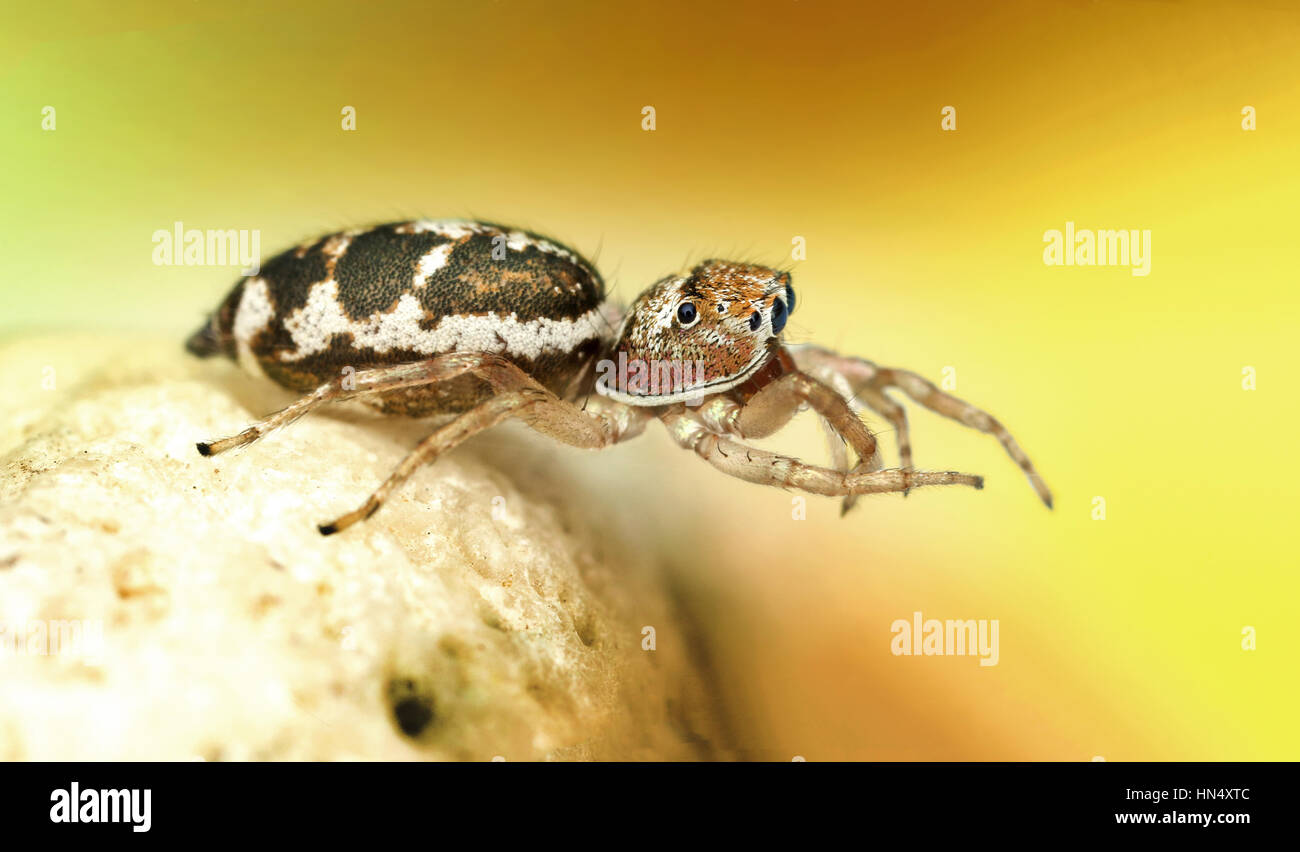 extreme macro of spiders with amqazing colors and sharpeness Stock ...