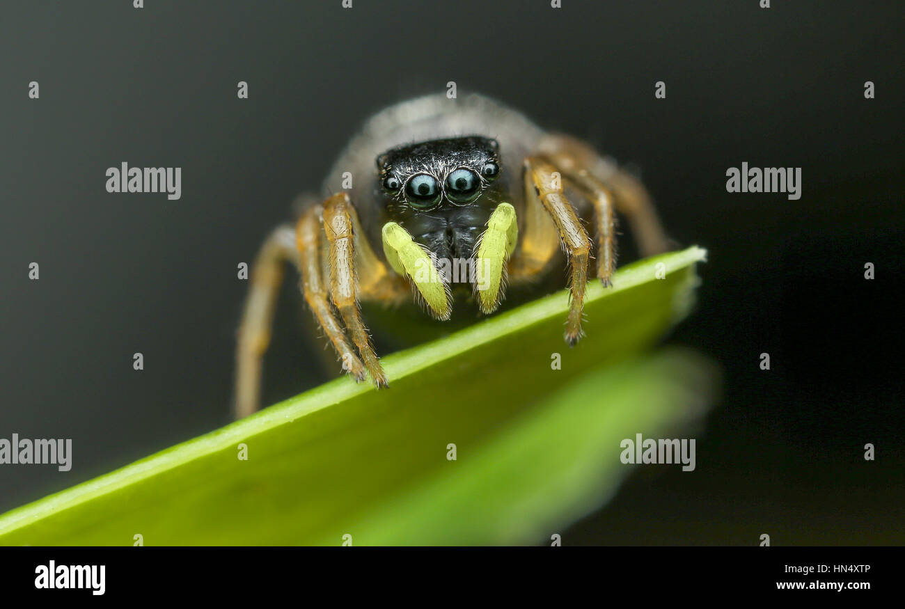 extreme macro of spiders with amqazing colors and sharpeness Stock ...