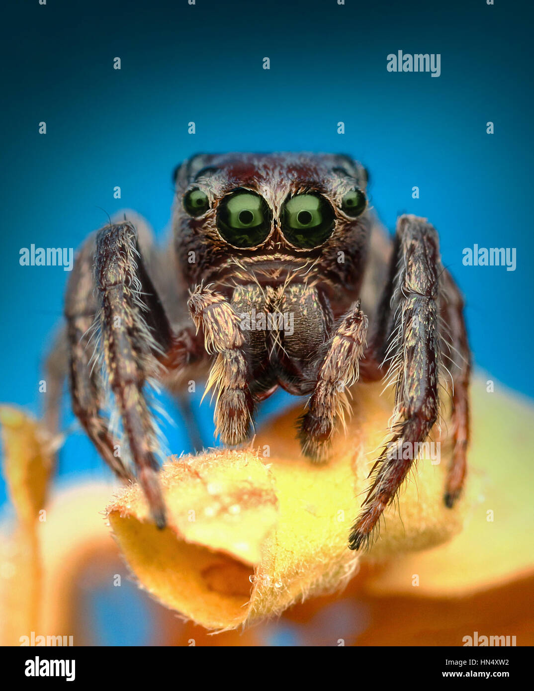 extreme macro of spiders with amqazing colors and sharpeness Stock ...
