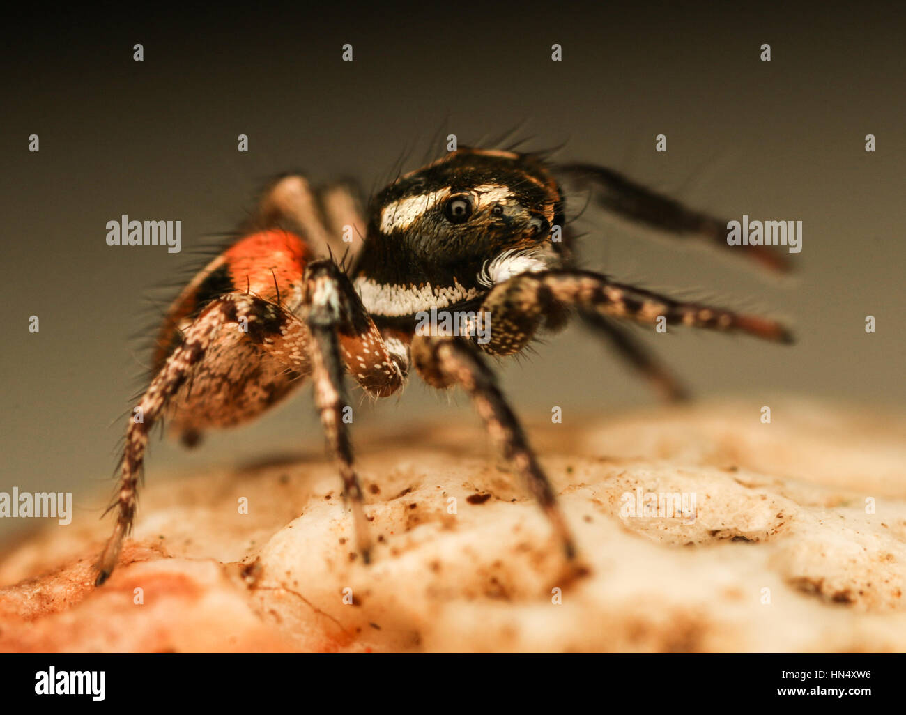 extreme macro of spiders with amqazing colors and sharpeness Stock ...