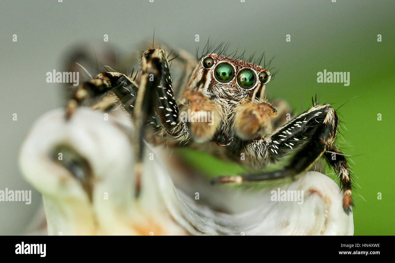 extreme macro of spiders with amqazing colors and sharpeness Stock ...