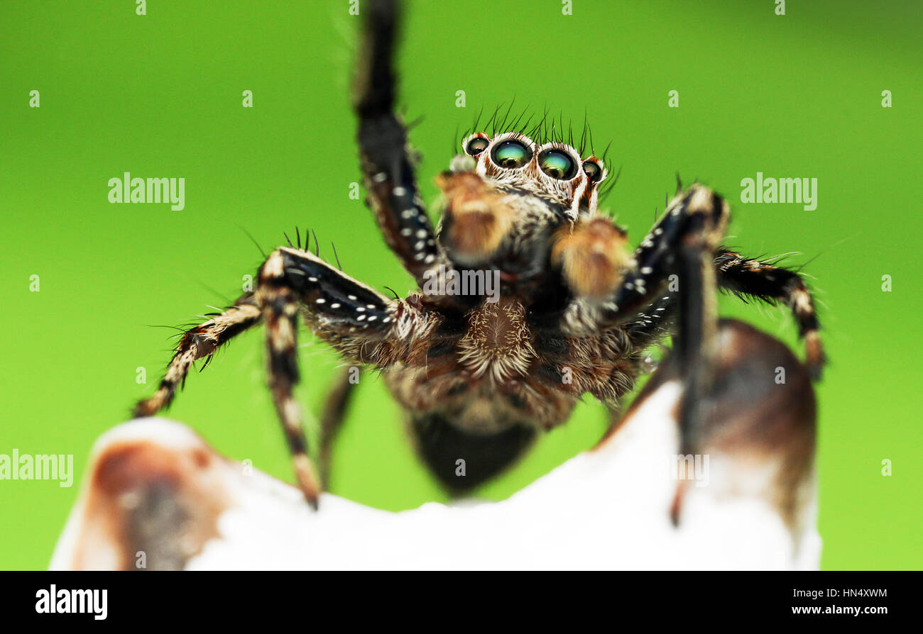 extreme macro of spiders with amqazing colors and sharpeness Stock ...