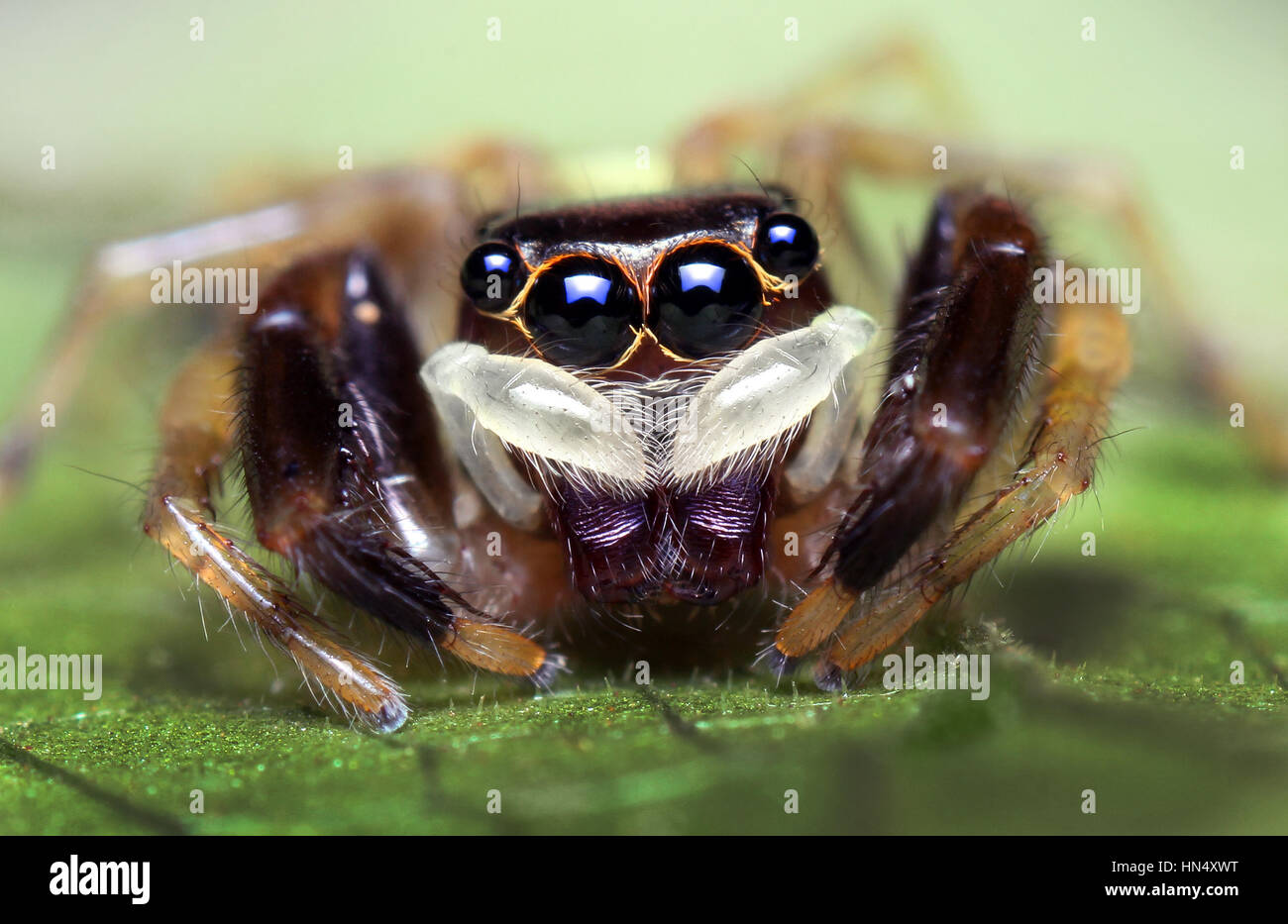 extreme macro of spiders with amqazing colors and sharpeness Stock ...