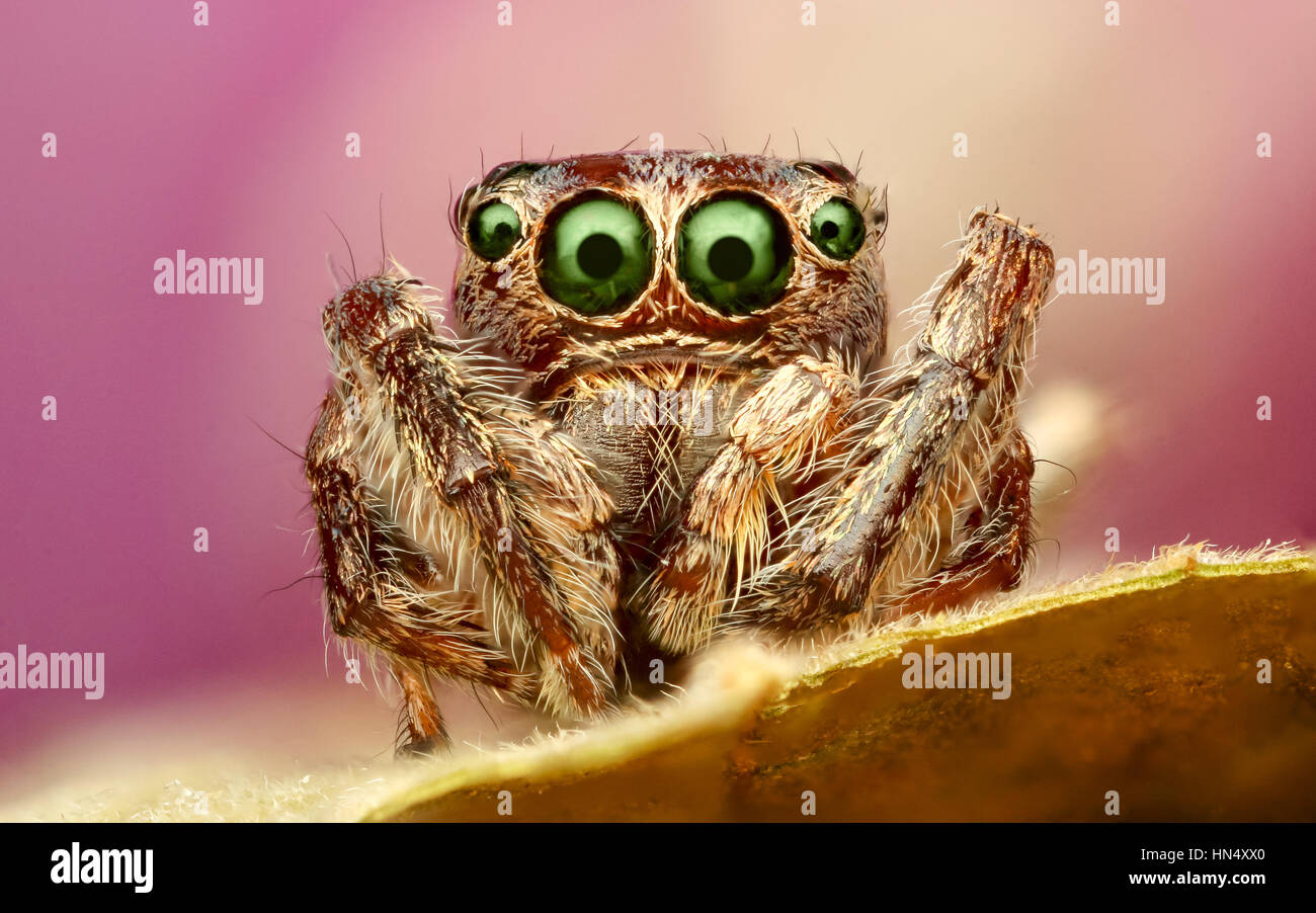 extreme macro of spiders with amqazing colors and sharpeness Stock ...