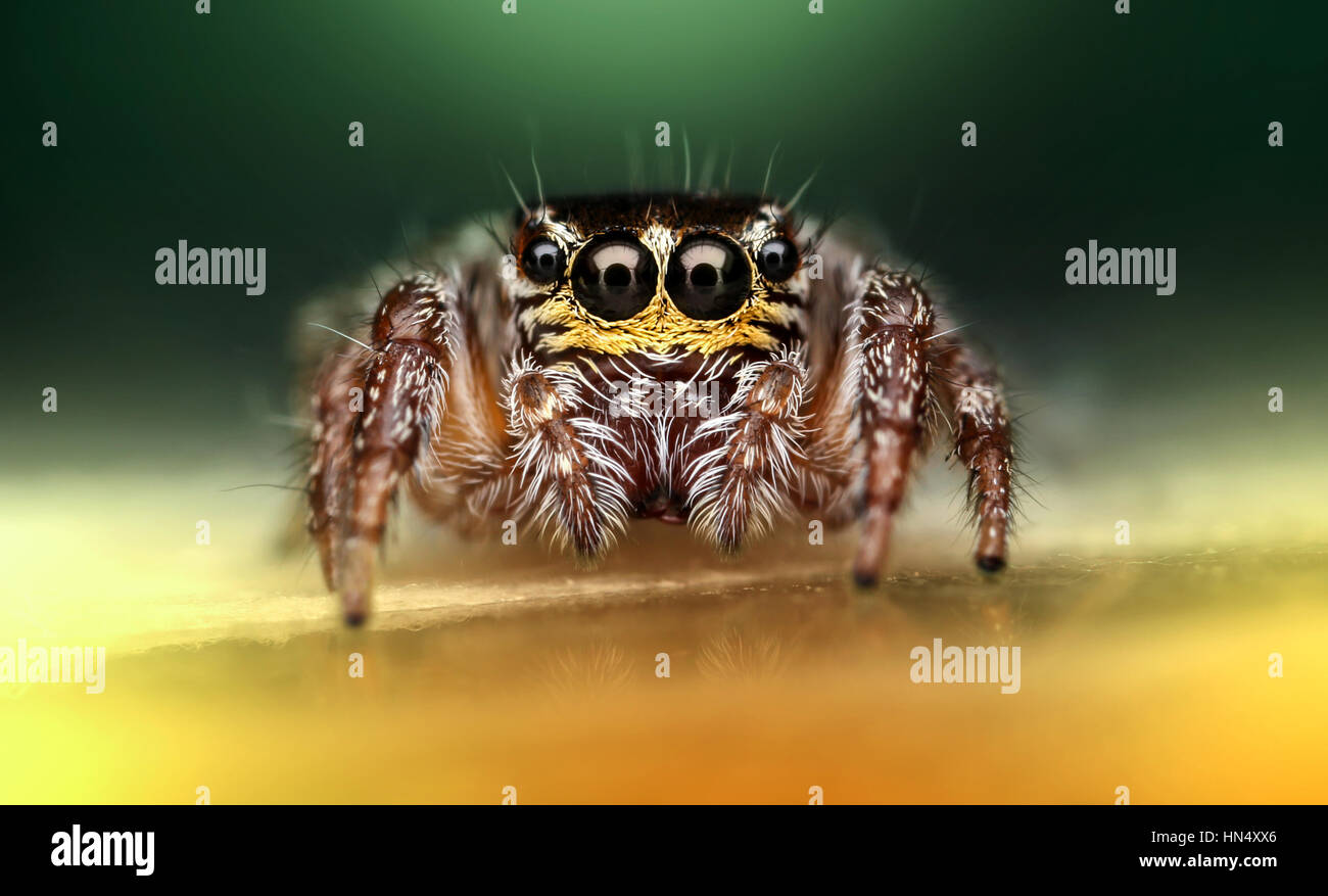 extreme macro of spiders with amqazing colors and sharpeness Stock ...