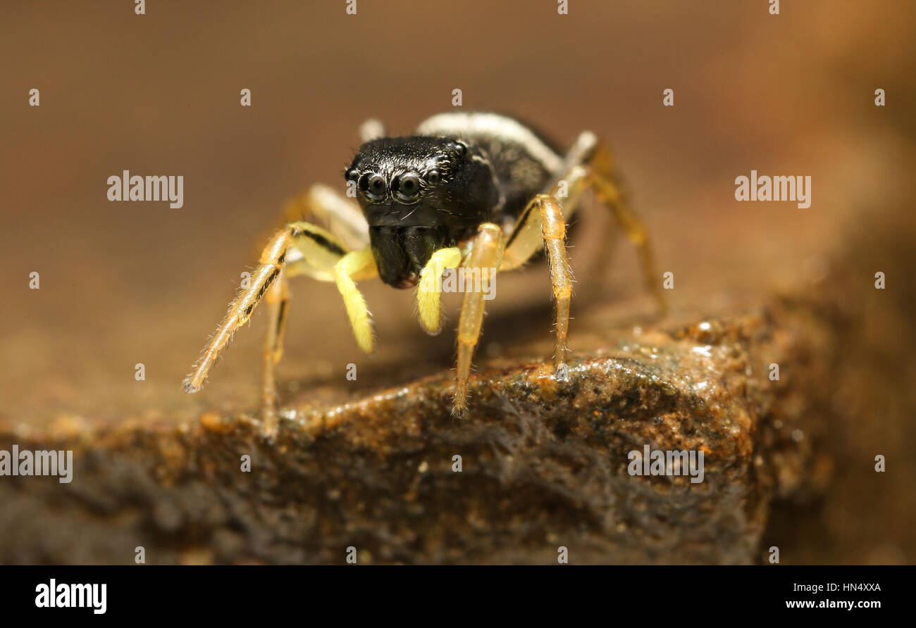 extreme macro of spiders with amqazing colors and sharpeness Stock ...