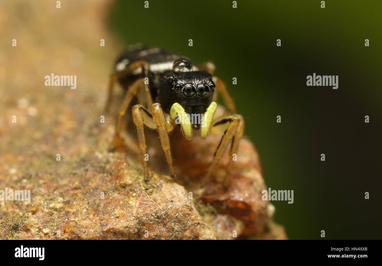extreme macro of spiders with amqazing colors and sharpeness Stock ...