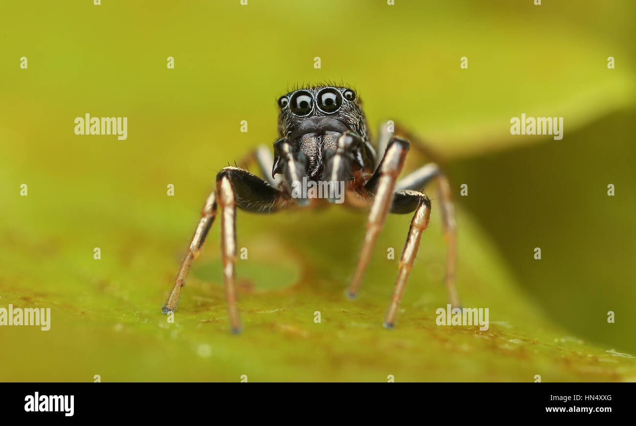 extreme macro of spiders with amqazing colors and sharpeness Stock ...