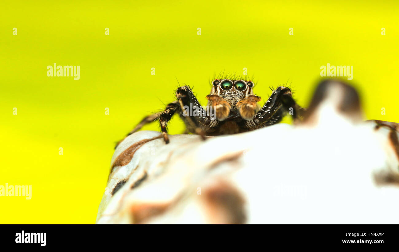 extreme macro of spiders with amqazing colors and sharpeness Stock ...