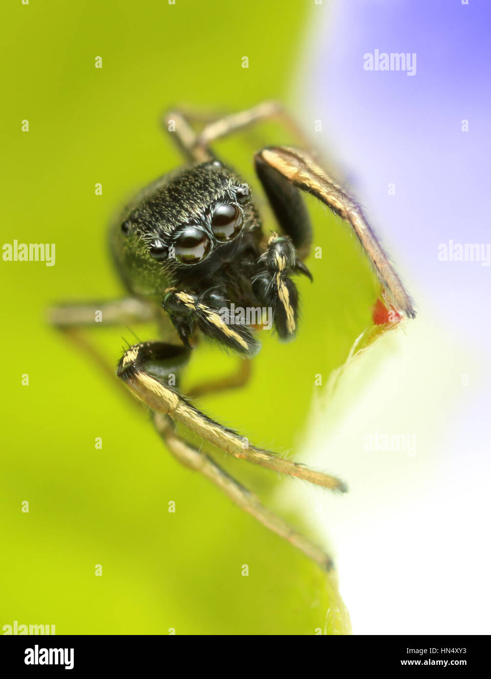 extreme macro of spiders with amqazing colors and sharpeness Stock ...