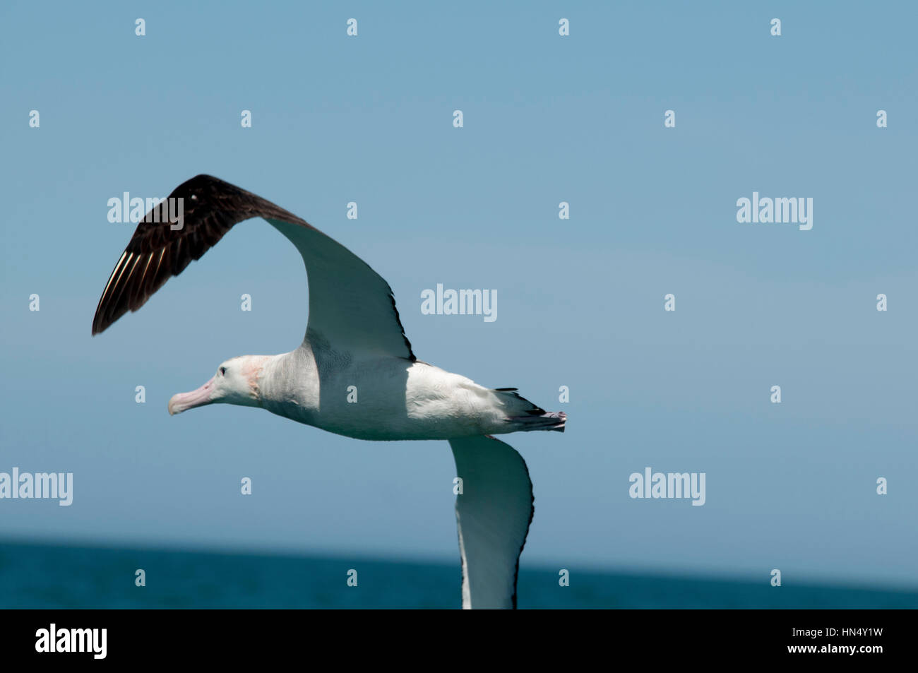 Wandering Albatros flying over the waves of the Pacific Ocean near the ...