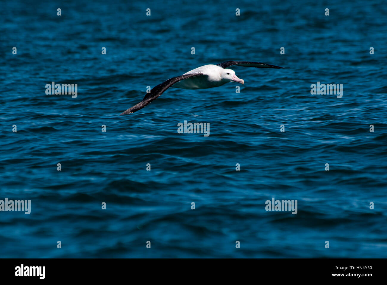 Wandering Albatros flying over the waves of the Pacific Ocean near the ...