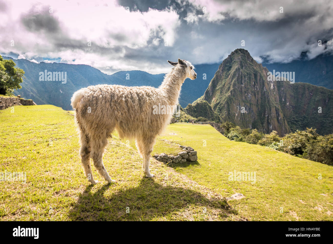 Llama in Machu Picchu Stock Photo - Alamy