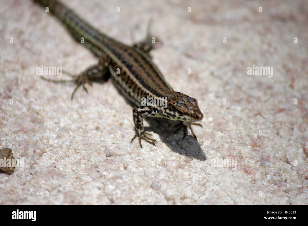 Kosika hi-res stock photography and images - Alamy