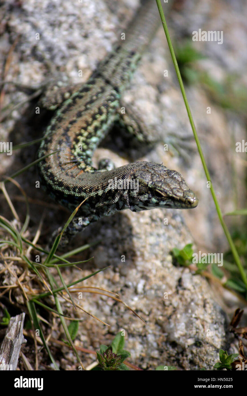 Kosika hi-res stock photography and images - Alamy