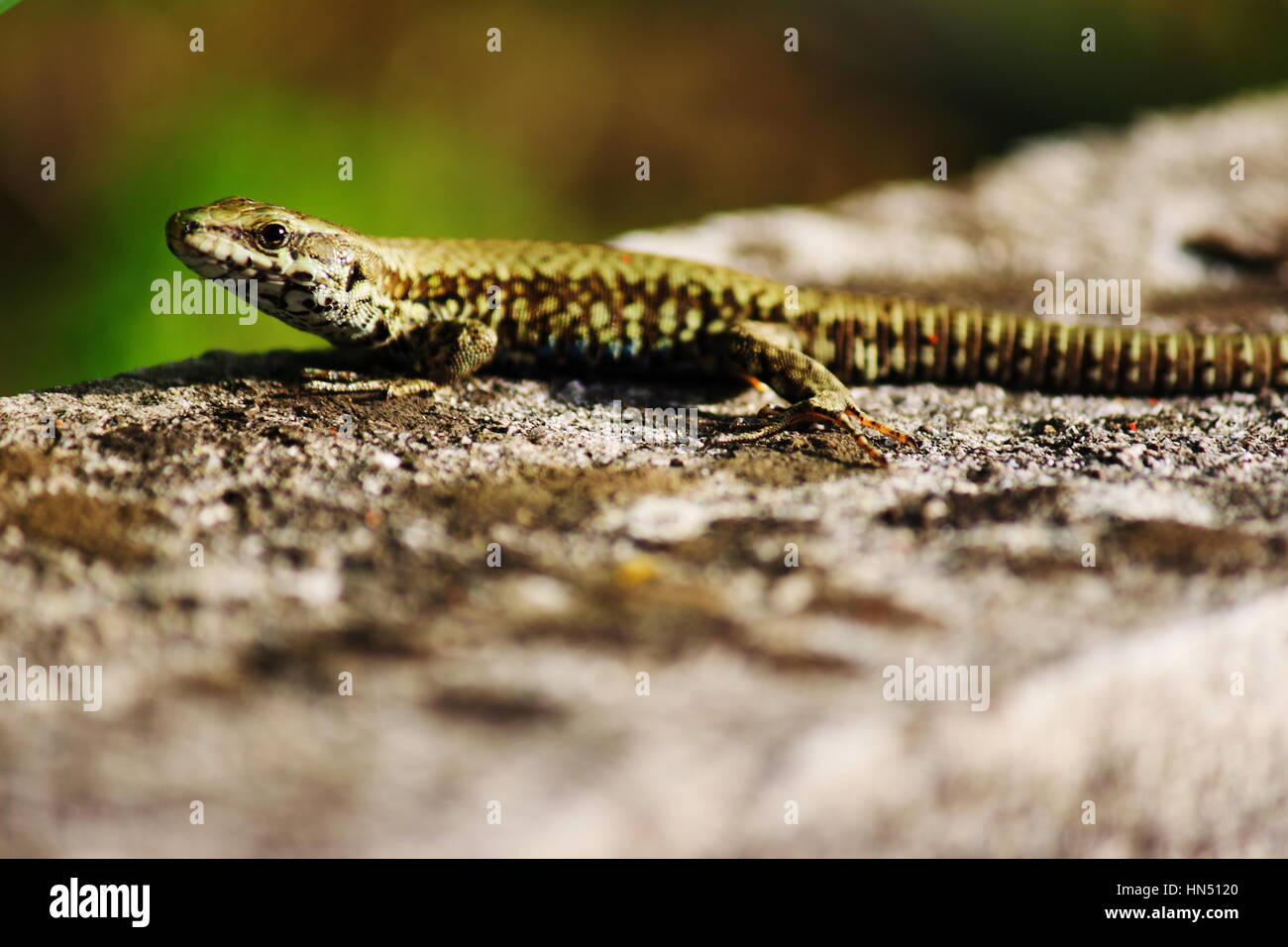 Hunting lizard hi-res stock photography and images - Alamy