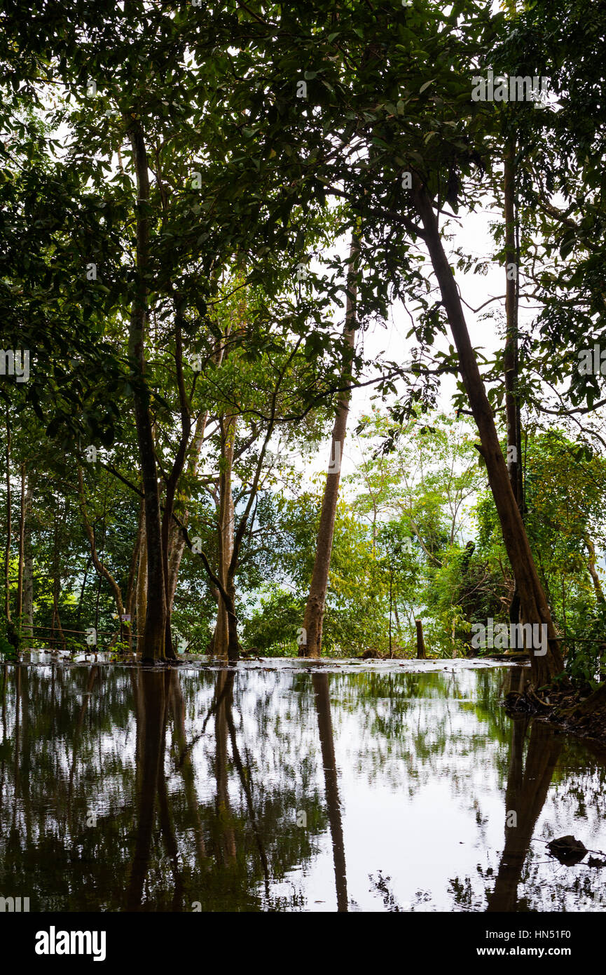 Jungle in Laos Stock Photo - Alamy