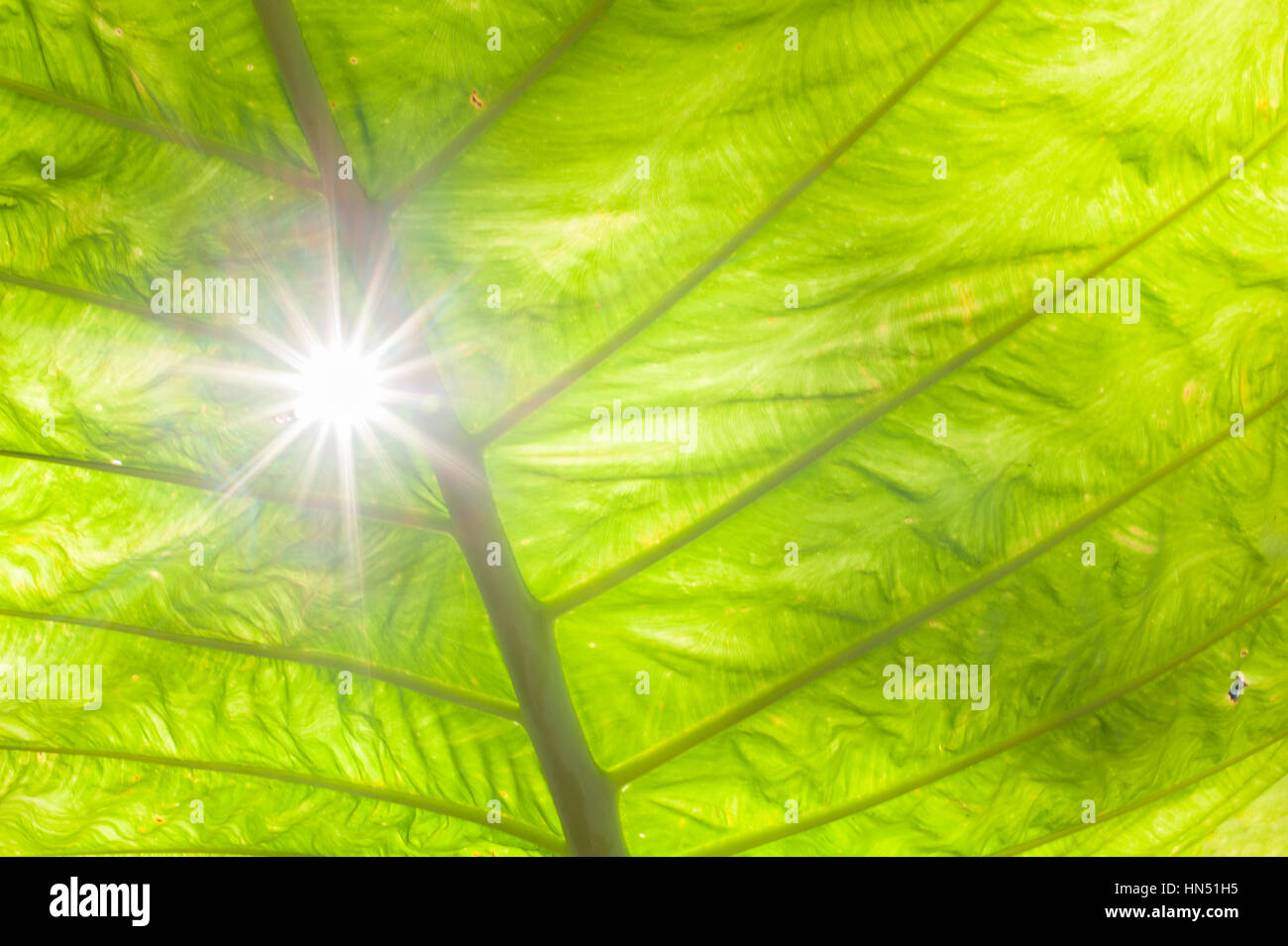 Veretation hi-res stock photography and images - Alamy